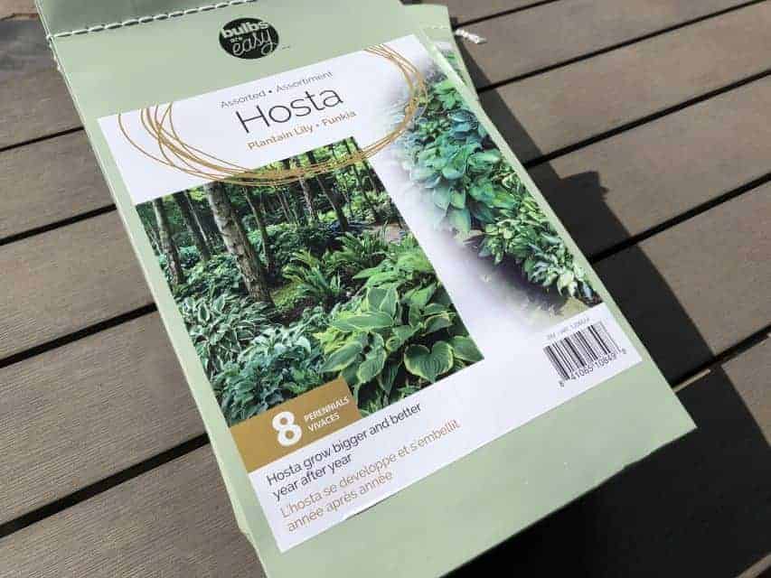 Planting hosta bulbs 💚🌱 Unlock the secrets to a lush shade garden