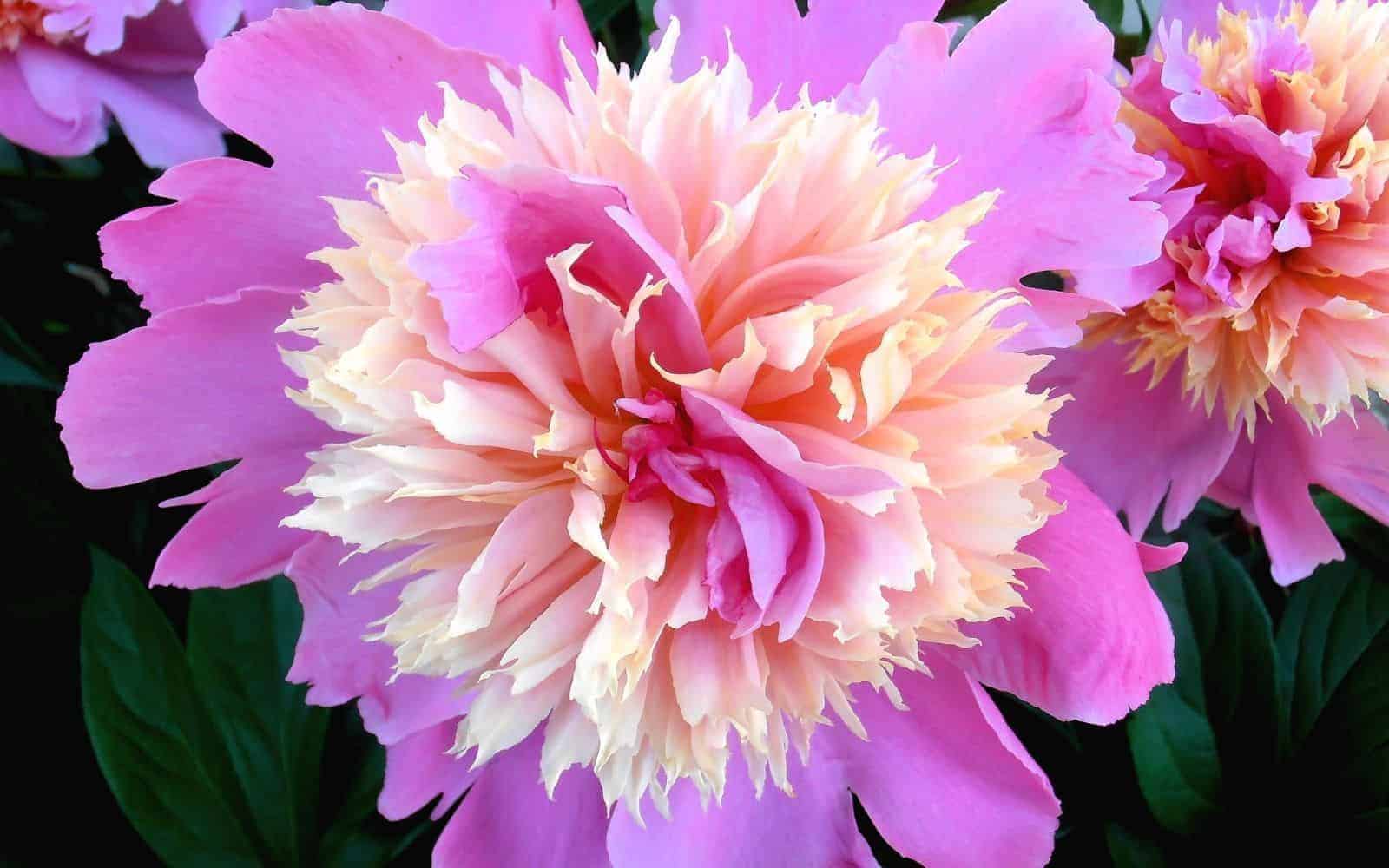 Planting peony roots | Home for the Harvest