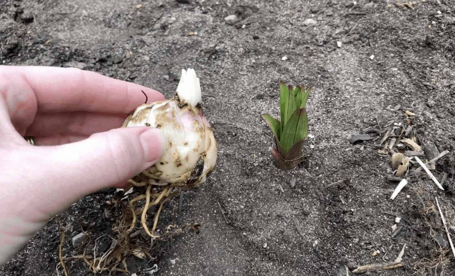 How to plant lily bulbs 🌷 🌞 Uncover the secrets for stunning blooms