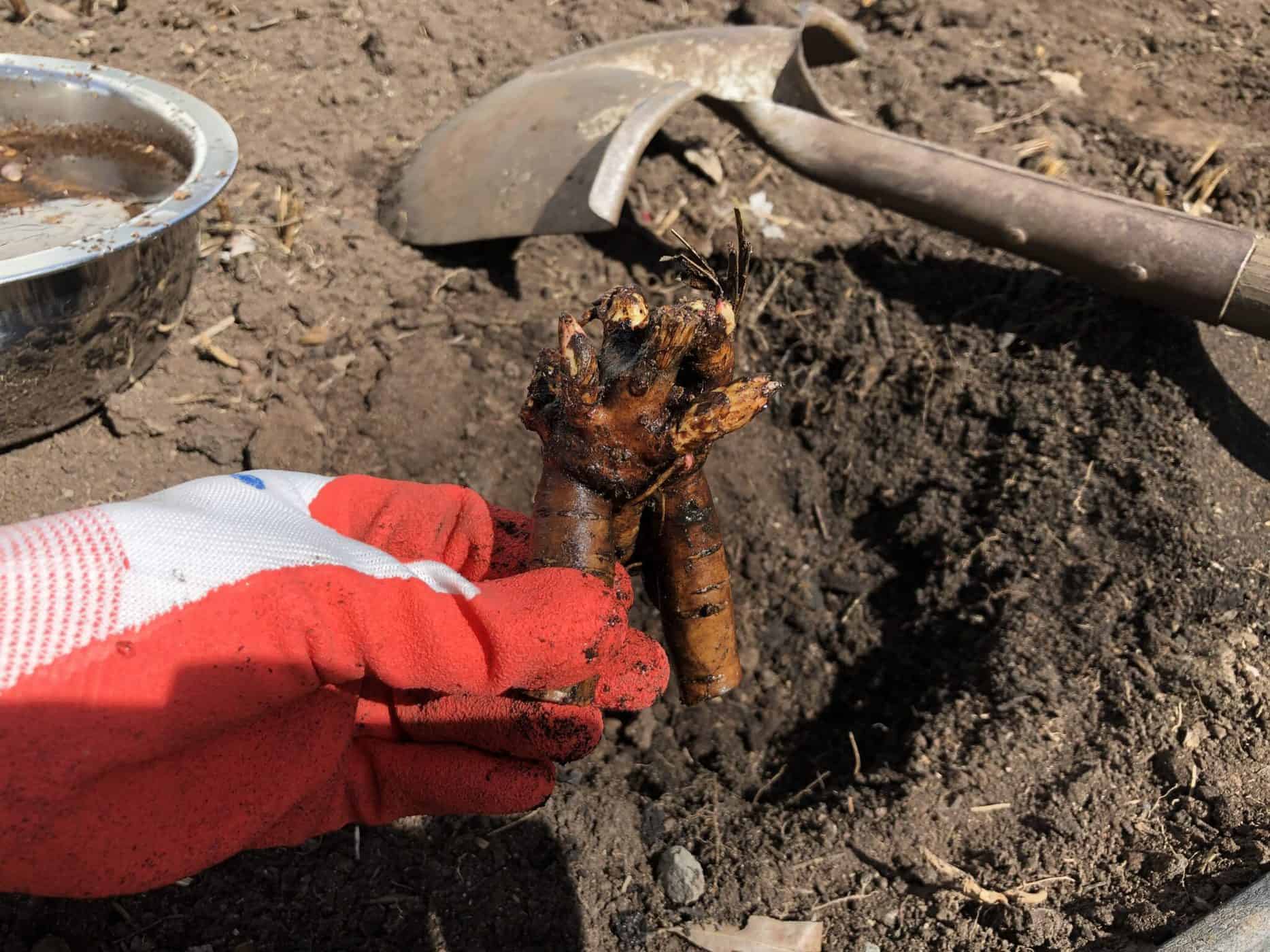 Planting peony roots | Home for the Harvest