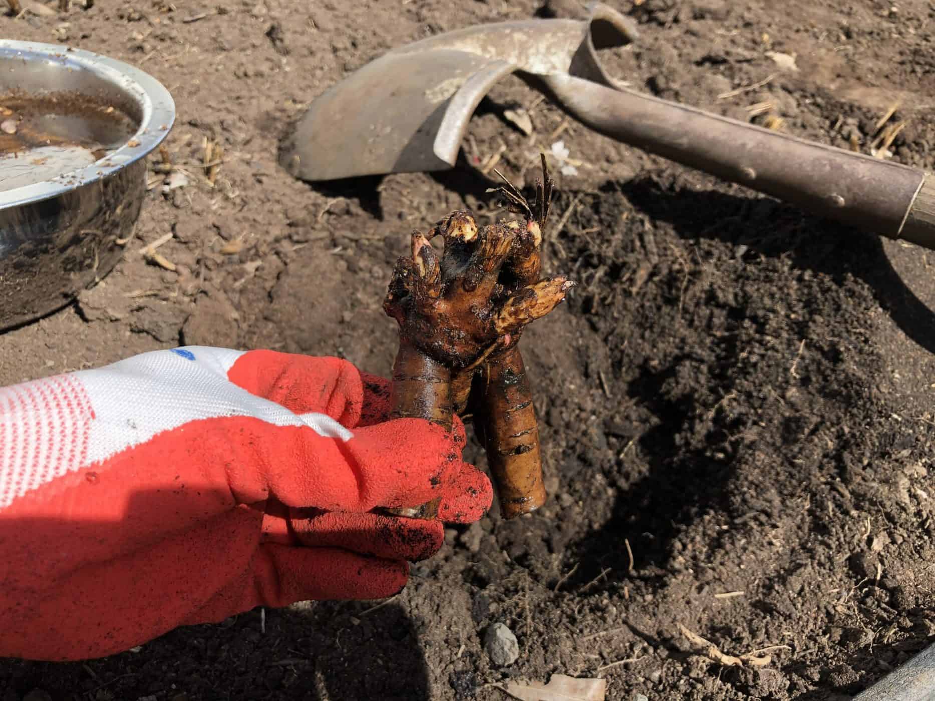 Planting peony roots | Home for the Harvest