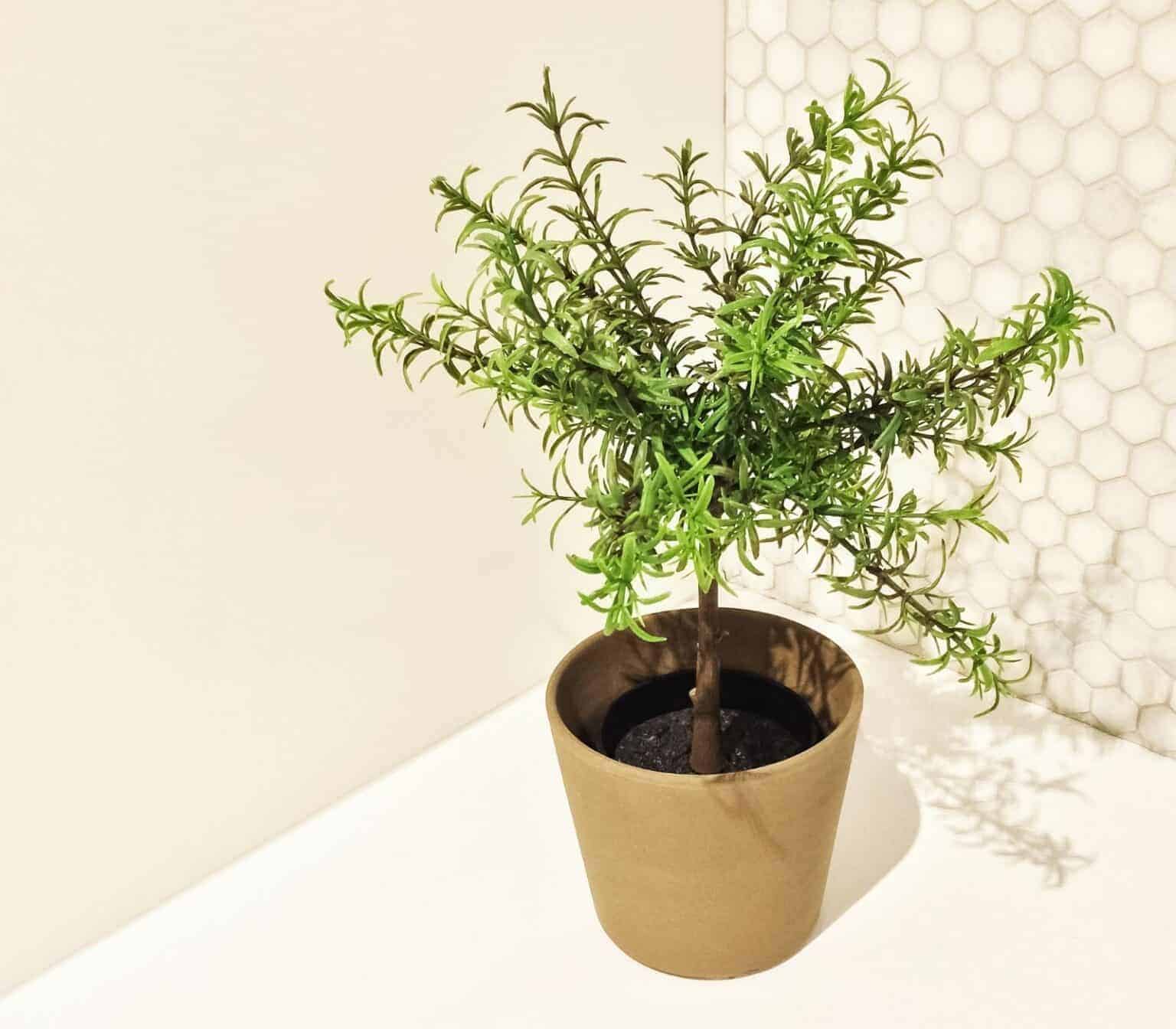 Growing a thriving rosemary tree 🌿 🎄 Learn the best tips and practices!