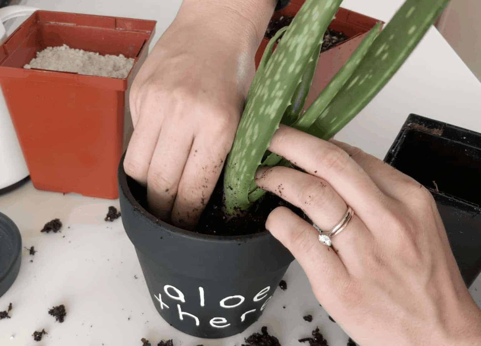 Repotting aloe 🌱 🌵 Steps for a thriving plant