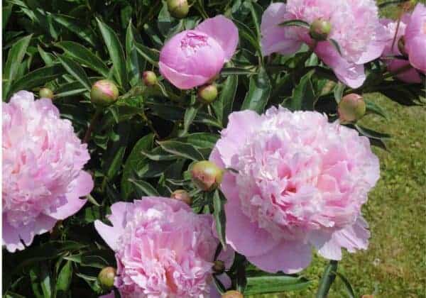 Types of peonies 🌸 🍃 Discover the variety and beauty in each bloom