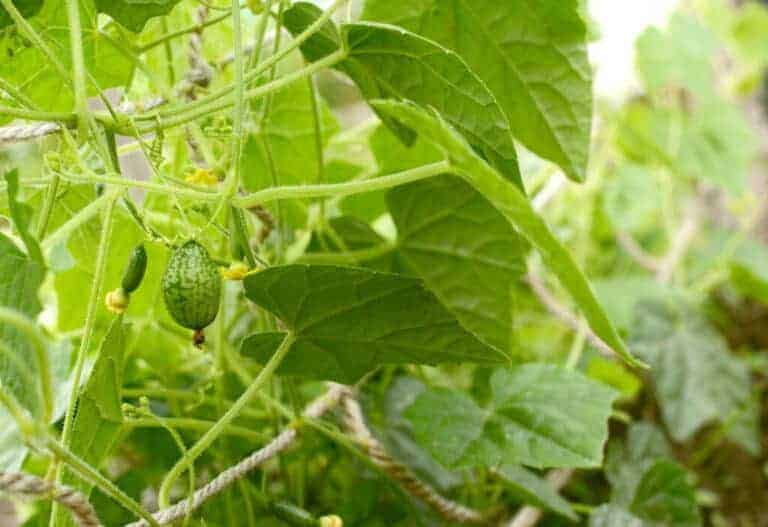 Growing cucamelon 🌱 🍈 Discover the joys of this tiny, flavorful fruit!