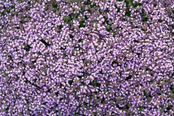 Red creeping thyme 🌿 ️ Transform your garden with this aromatic and ...