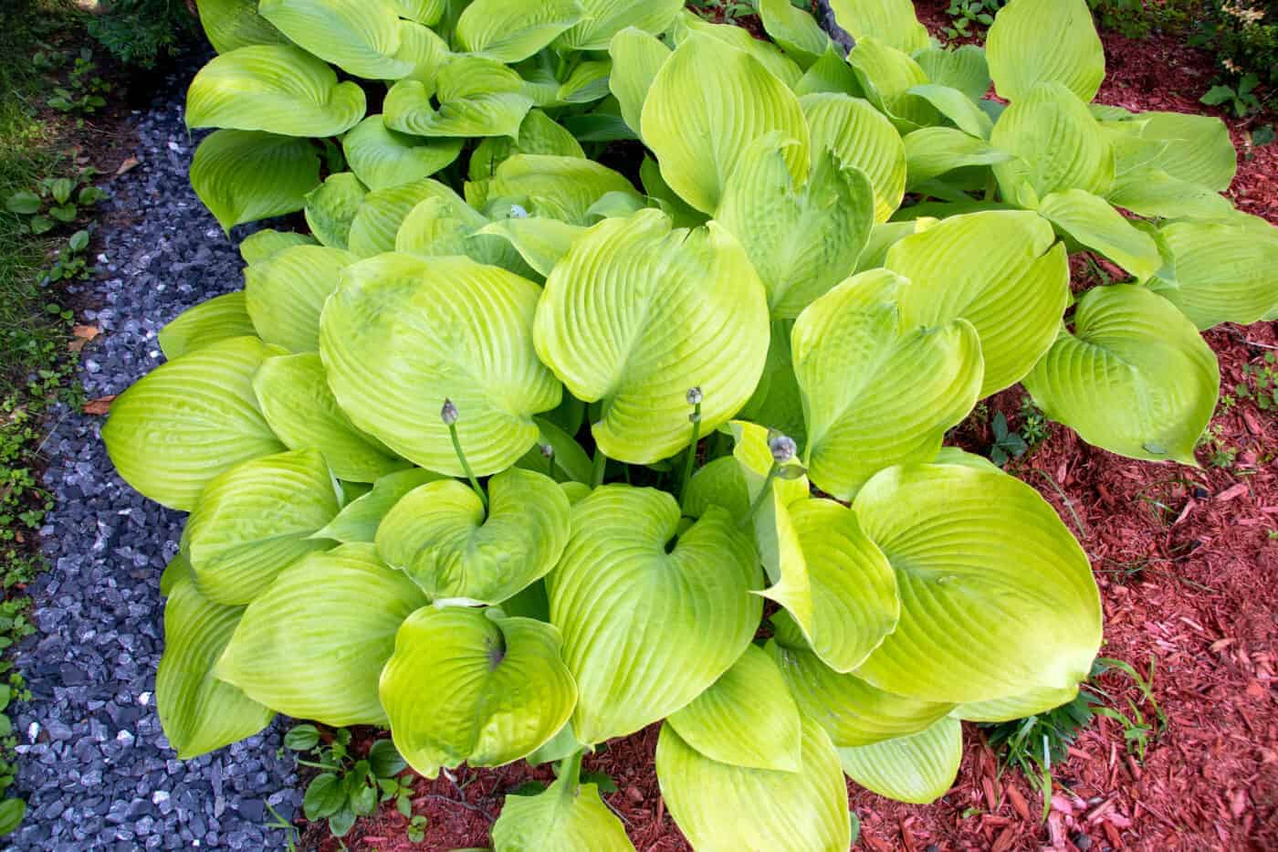 Sum and Substance hosta 🌿 🌱 Unlock tips for robust and healthy plants