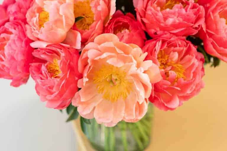 Discover the captivating Coral Charm peony 🌷💫 A standout in any garden!
