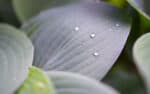 Halcyon hosta 🌿 💙 A guide to growing this unique blue-leaved plant