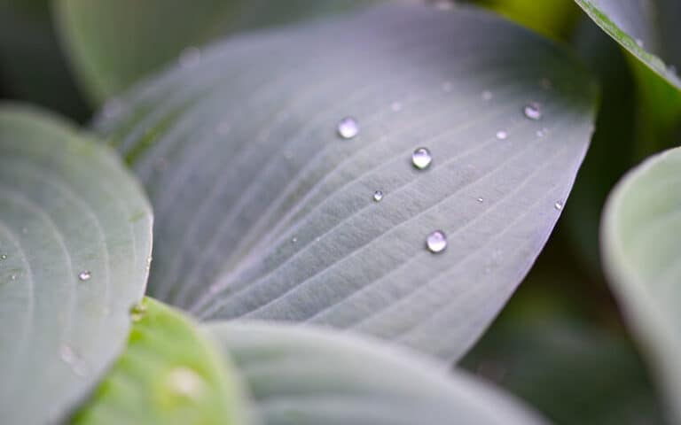 Halcyon hosta 🌿 💙 A guide to growing this unique blue-leaved plant