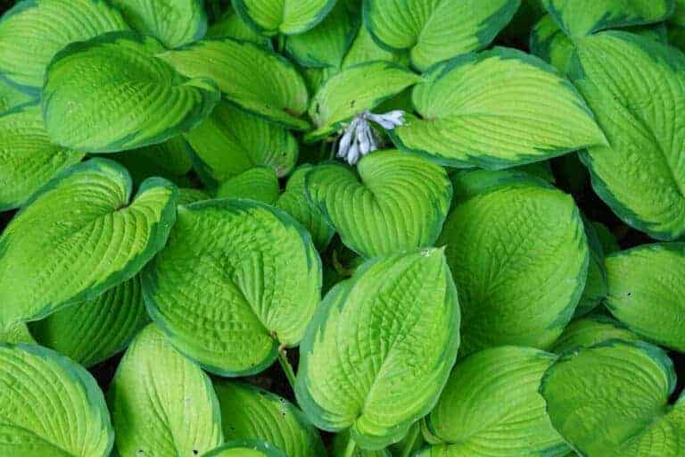 List of hosta varieties 🌱 🌿 Plus which ones are best for your garden