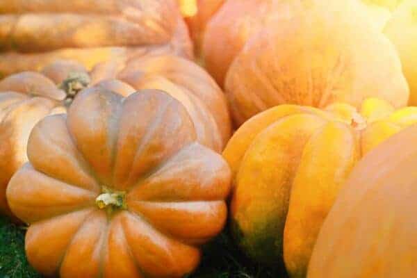 Fairytale Pumpkin: French Heirloom Musquée de Provence Variety Pumpkins