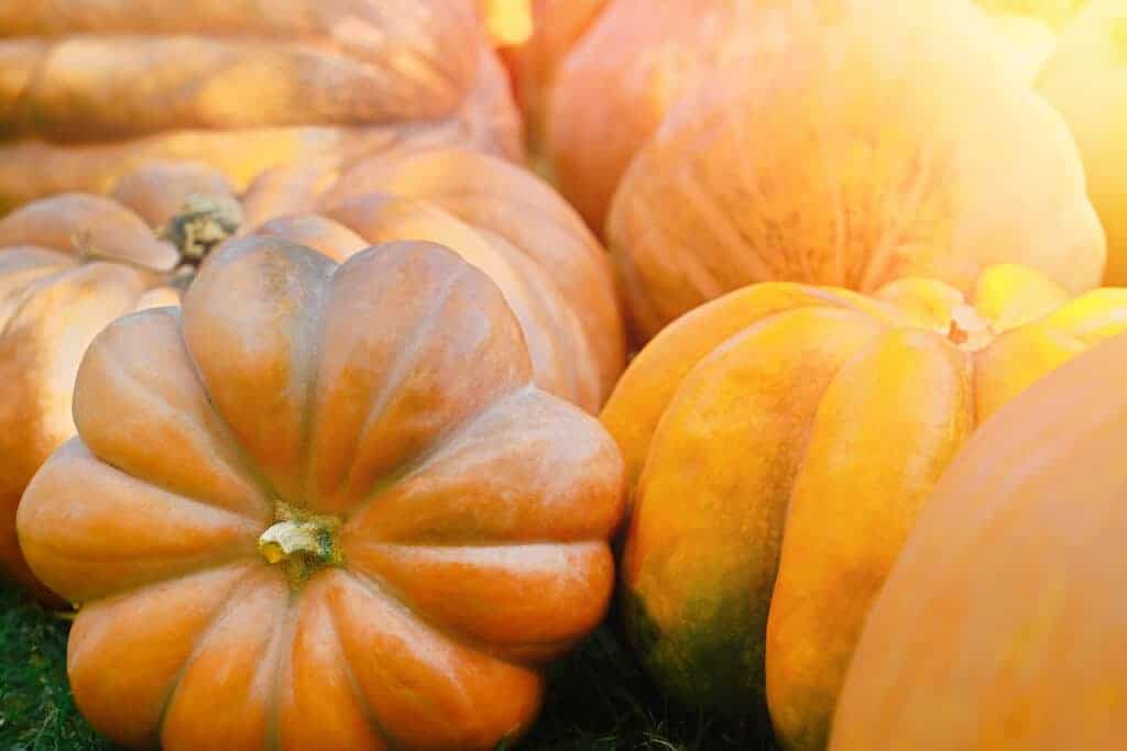 Fairytale Pumpkin: French Heirloom Musquée de Provence Variety Pumpkins