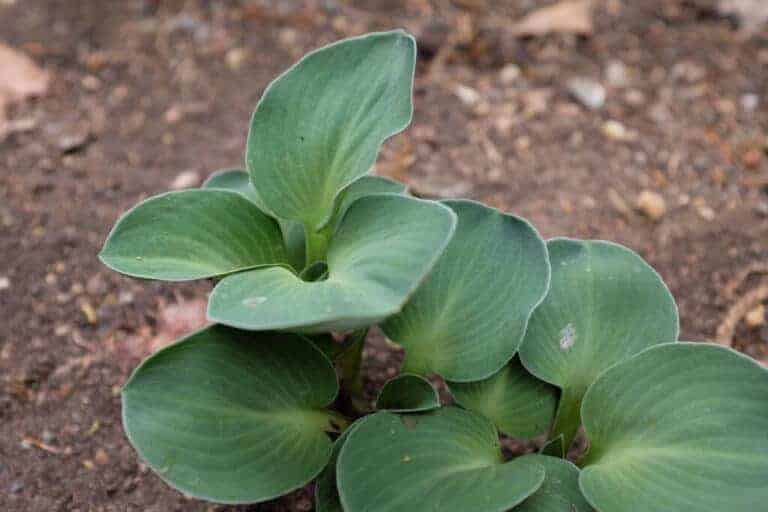 List of hosta varieties 🌱 🌿 Plus which ones are best for your garden