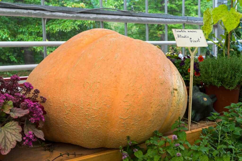 Atlantic Giant pumpkin 🎃 💪 Uncover the secrets to growing this record-breaking variety!