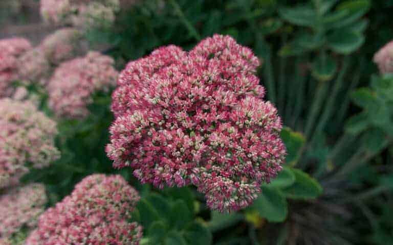 Autumn Joy sedum 🌿 🍁 🌺 Learn how to nurture this stunning fall bloomer!
