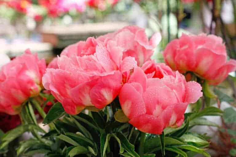 Pink Hawaiian Coral peony 🌸 🏝 Experience the tropical allure and ...