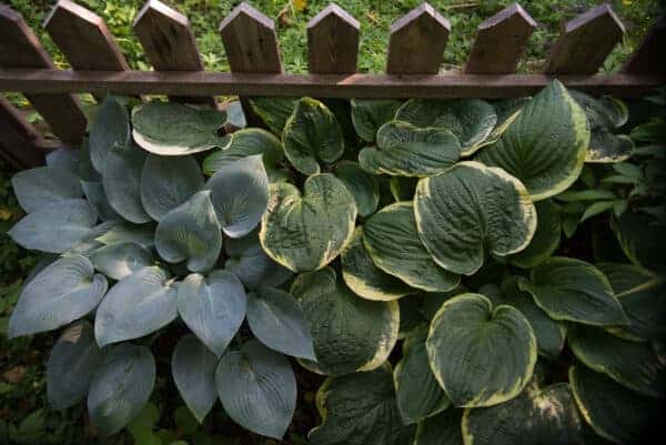 Halcyon hosta 🌿 💙 A guide to growing this unique blue-leaved plant