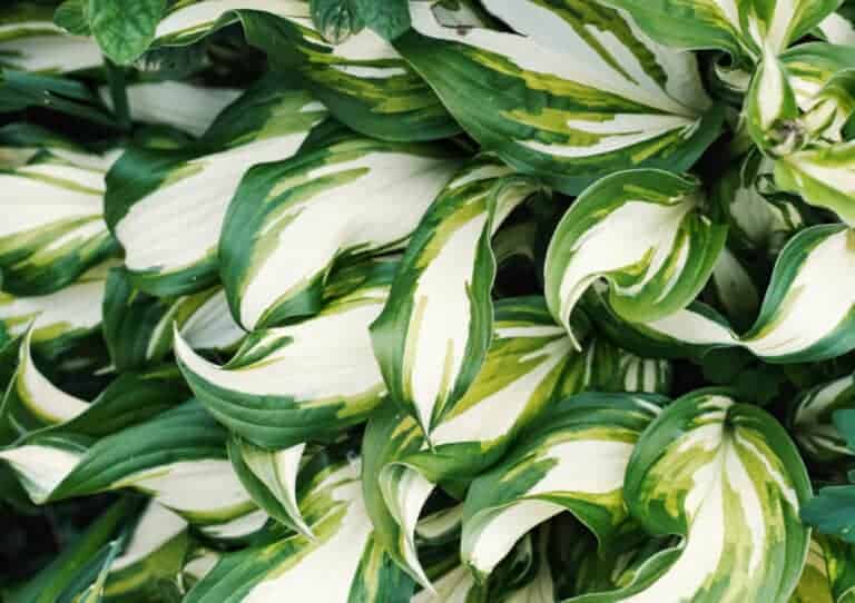 Fire and Ice hosta 🔥 ️ Learn how to cultivate this striking variety