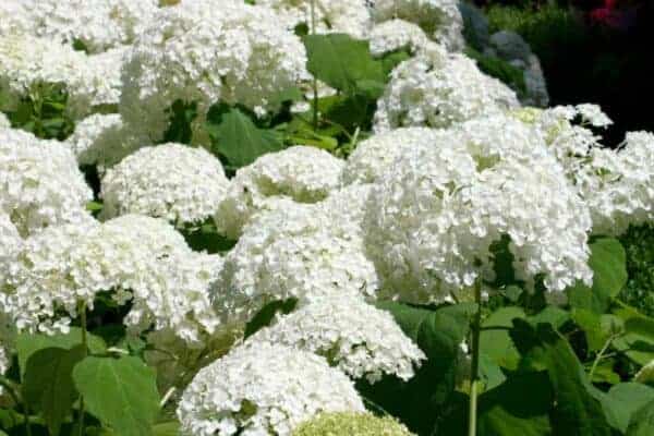 Hydrangea arborescens 🌼 🌿 Discover the charm of this flowering shrub!