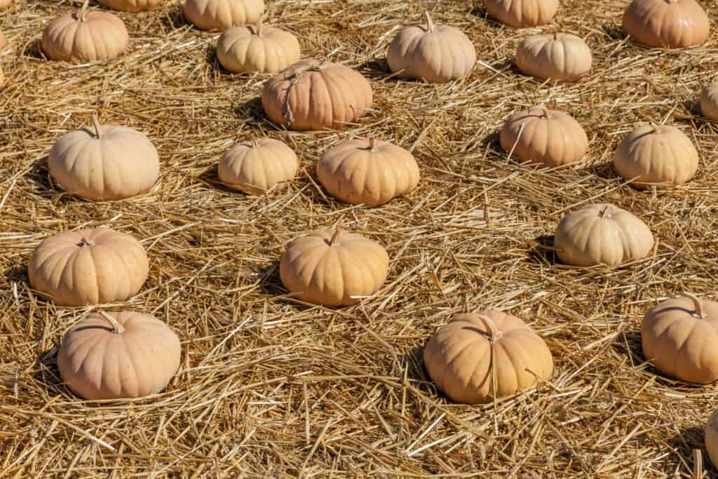 Long Island Cheese Pumpkin Variety Guide