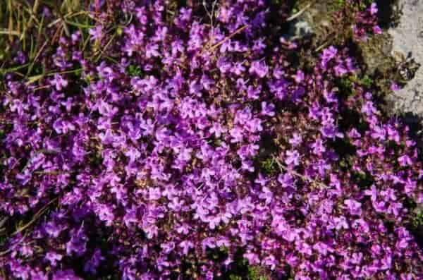 Red creeping thyme 🌿 ️ Transform your garden with this aromatic and ...