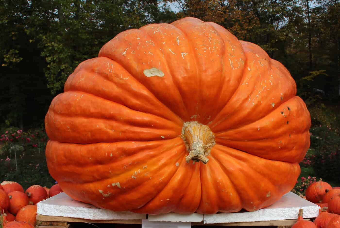 Big Max pumpkin 🎃 🌱 Discover how to grow giant, impressive pumpkins!