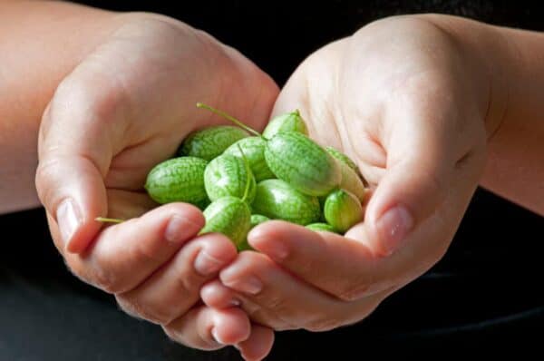 Growing cucamelon 🌱 🍈 Discover the joys of this tiny, flavorful fruit!