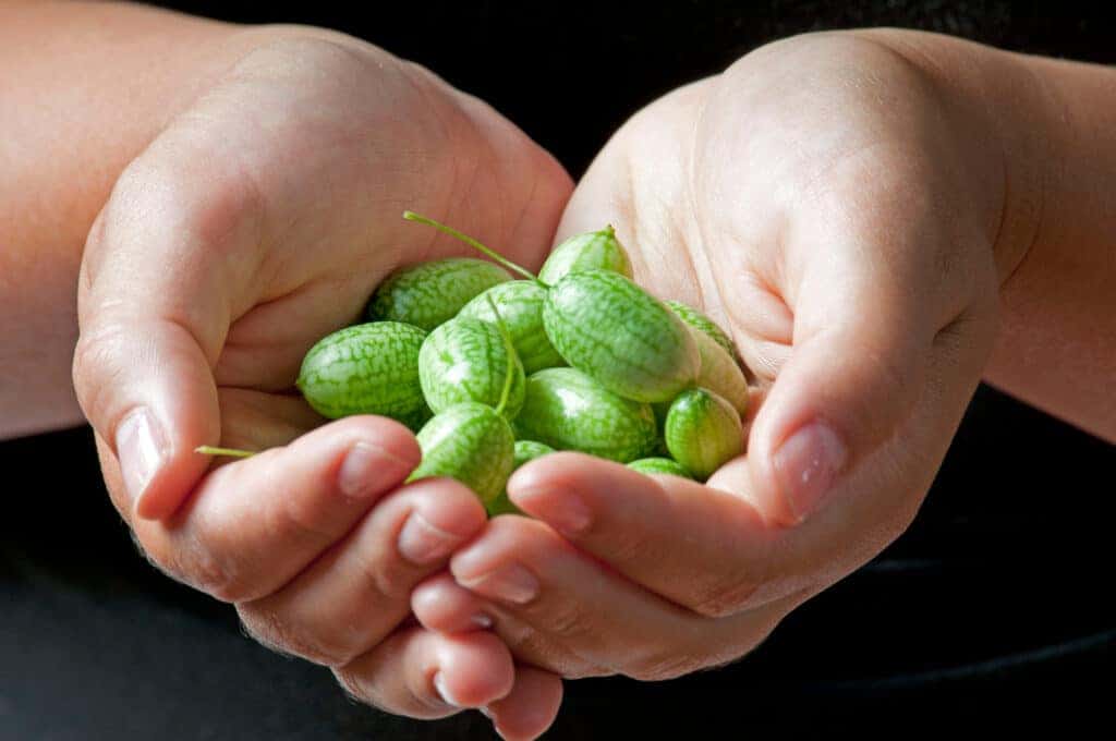 Growing cucamelon 🌱 🍈 Discover the joys of this tiny, flavorful fruit!