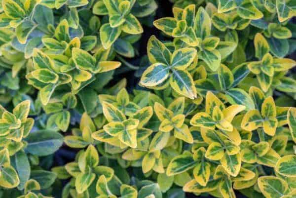 19 evergreen flowering shrubs for full sun 🌞 🌺 Best varieties for sun ...
