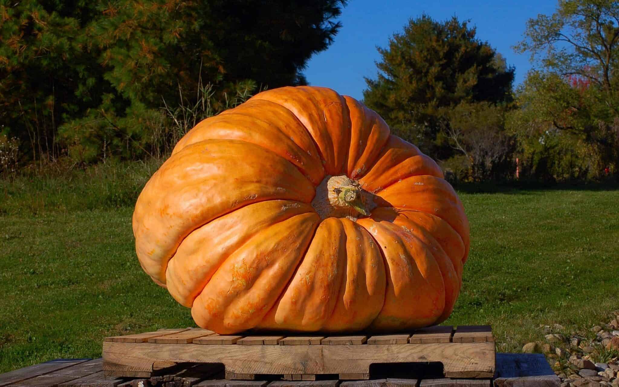 Atlantic Giant pumpkin 🎃 💪 Uncover the secrets to growing this record ...