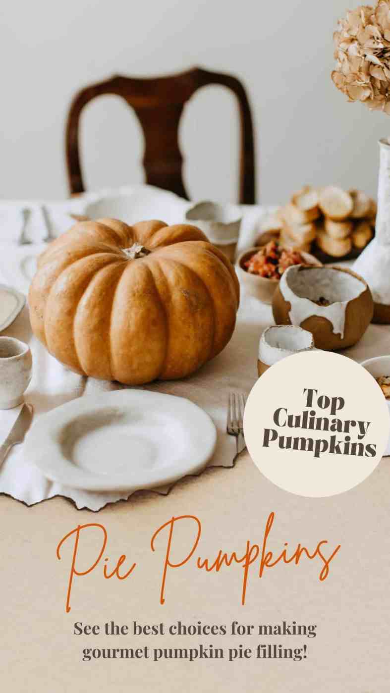 Best Pumpkins For Pie: 20+ Gourmet Culinary Varieties For Baking
