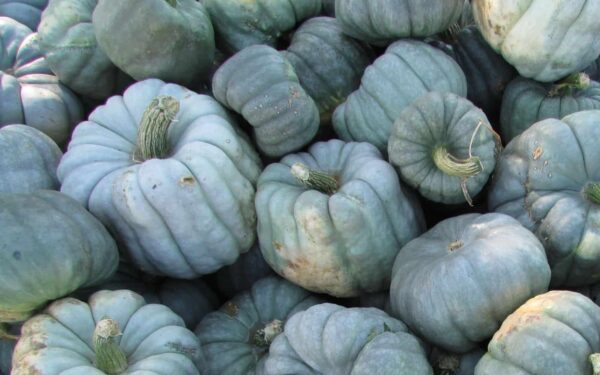 23+ best pumpkins for pie 🥧 🎃 Gourmet varieties to elevate your baking ...