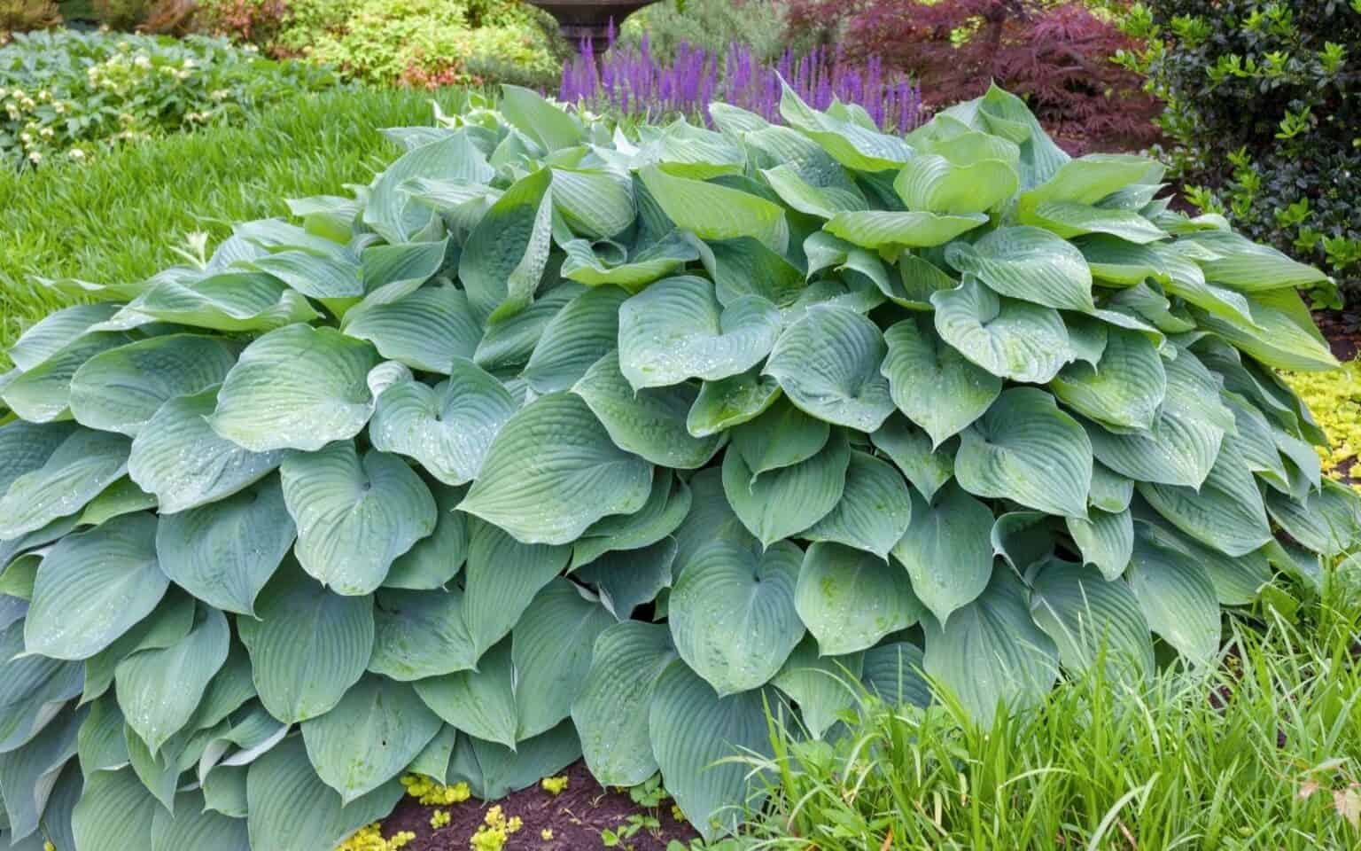 List of hosta varieties 🌱 🌿 Plus which ones are best for your garden