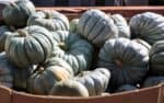 20+ blue pumpkins 💎 🎃 BEST varieties for fall decor