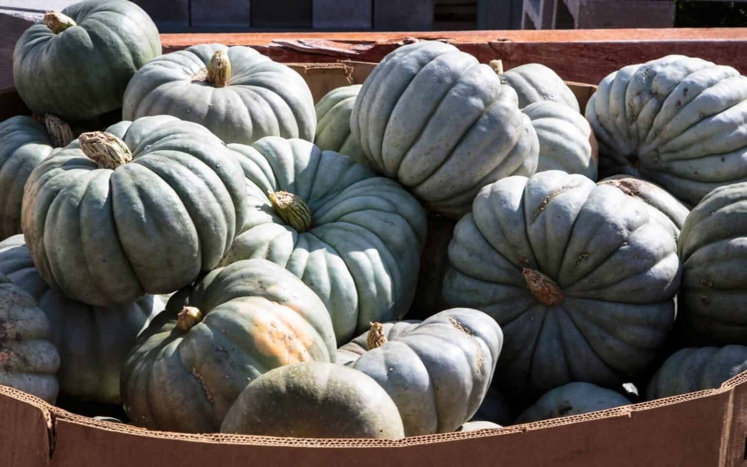 20+ blue pumpkins 💎 🎃 BEST varieties for fall decor