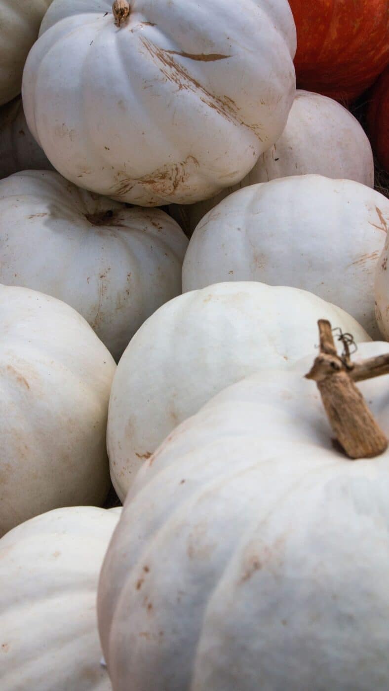 30+ white pumpkins 🎃 ⚪ BEST varieties for ghostly fall decor