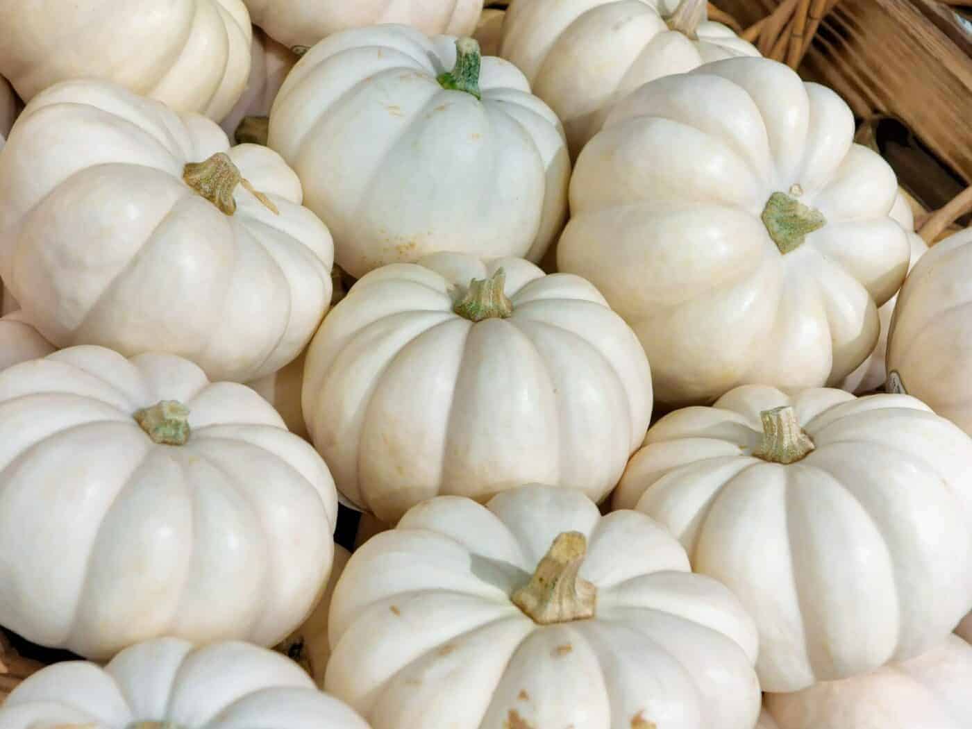 30+ white pumpkins 🎃 ⚪ BEST varieties for ghostly fall decor