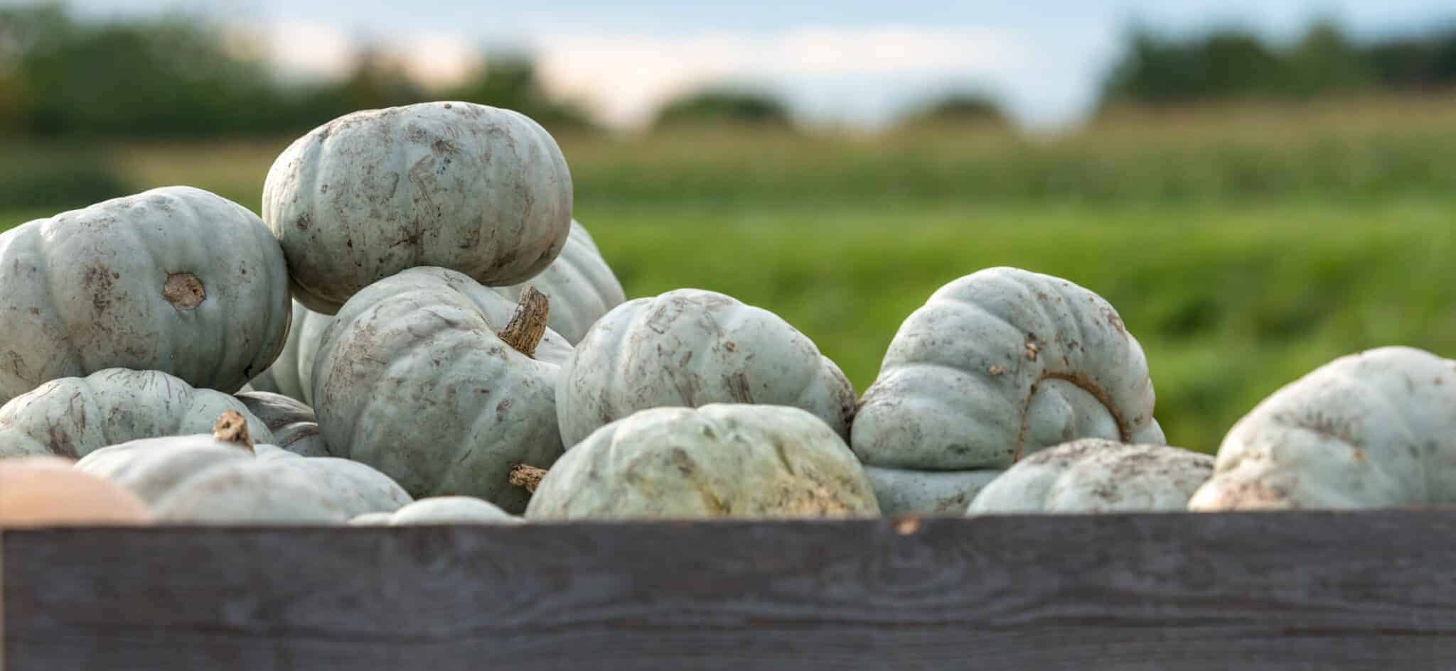 30+ green pumpkins 💚 🎃 Discover the BEST varieties to look for