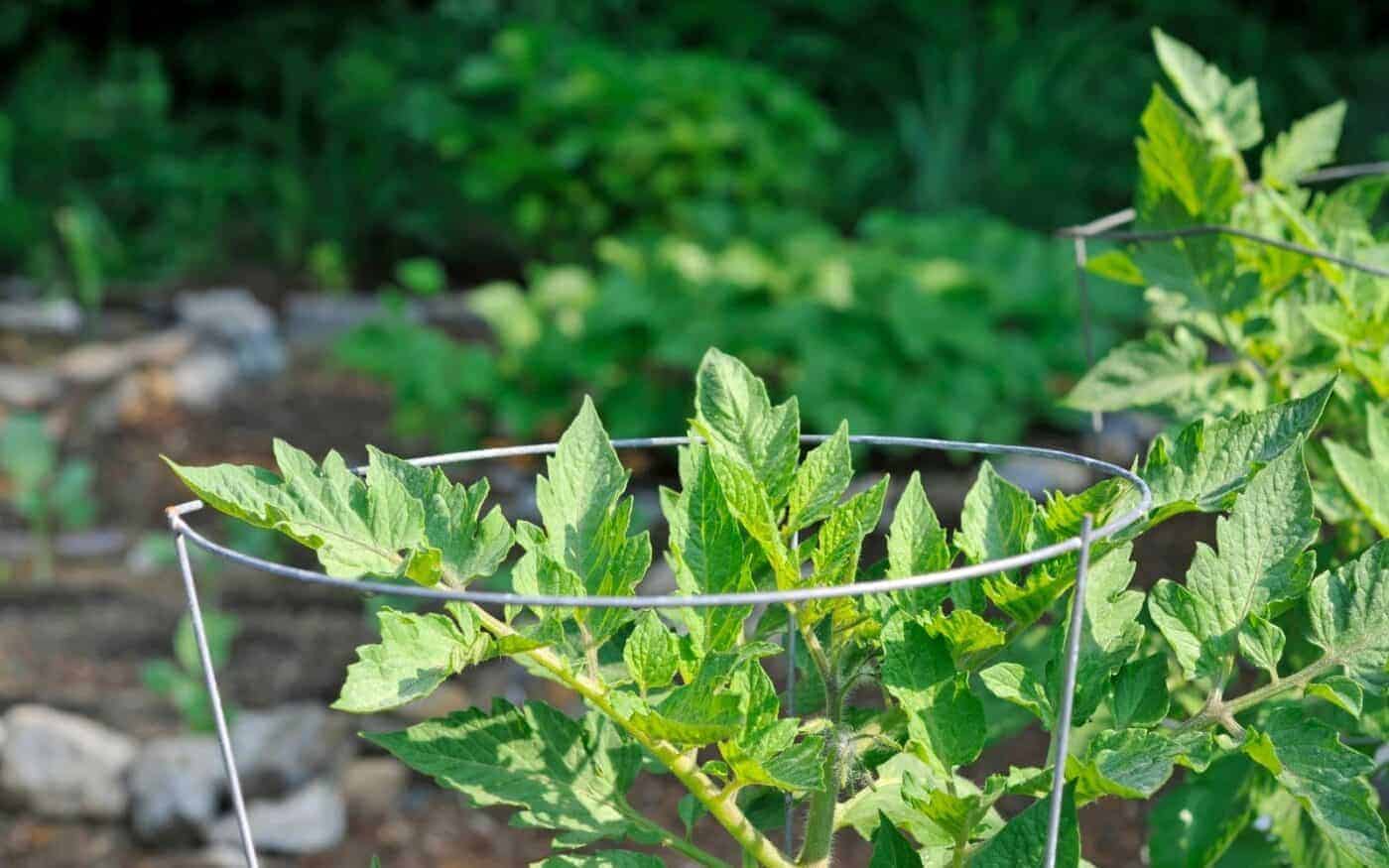 Determinate tomatoes ???????? Discover varieties perfect for compact spaces