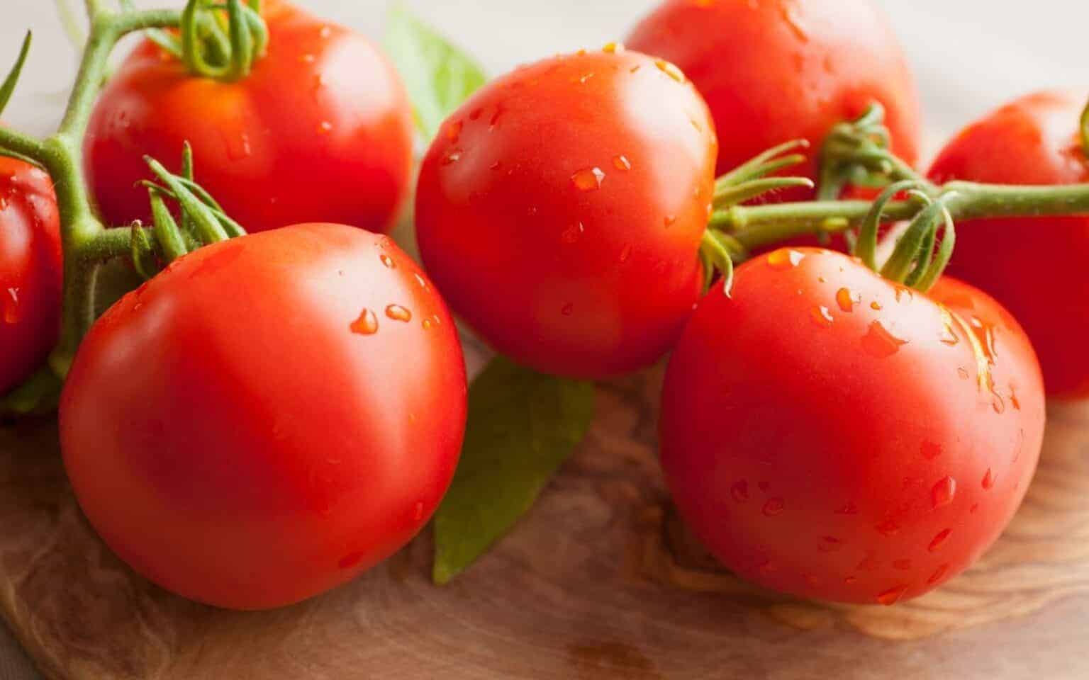 Early Girl tomato 🍅 🌱 Discover the benefits of this fast-growing variety