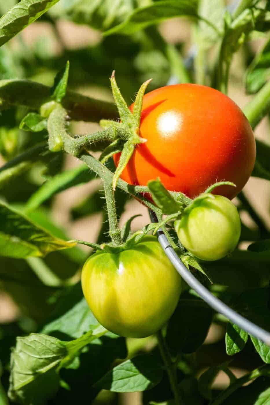 Early Girl tomato 🍅 🌱 Discover the benefits of this fast-growing variety