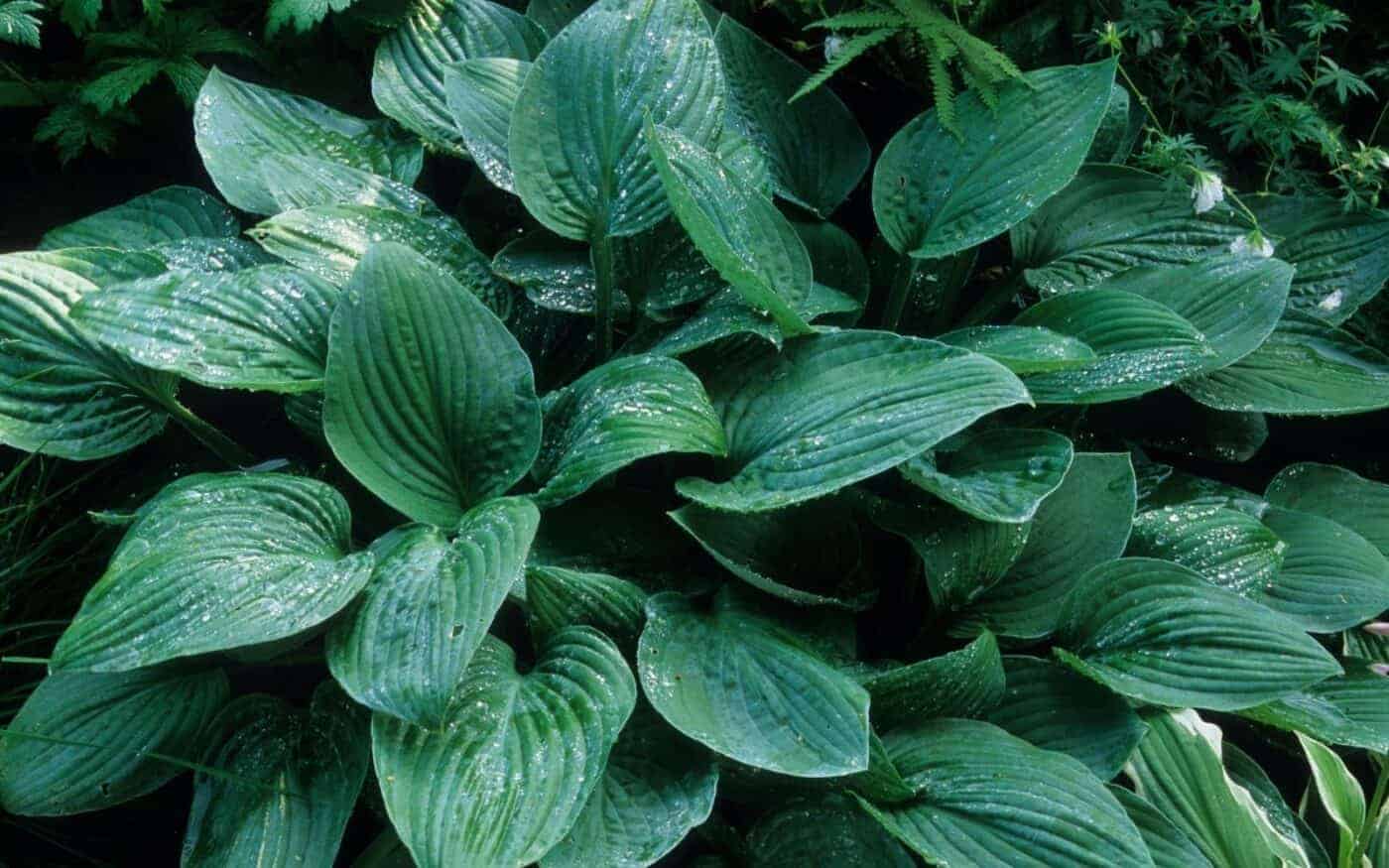 List of hosta varieties 🌱 🌿 Plus which ones are best for your garden