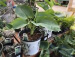 Empress Wu hosta for a royal touch 🌿 👑 Dive into the cultivation of ...