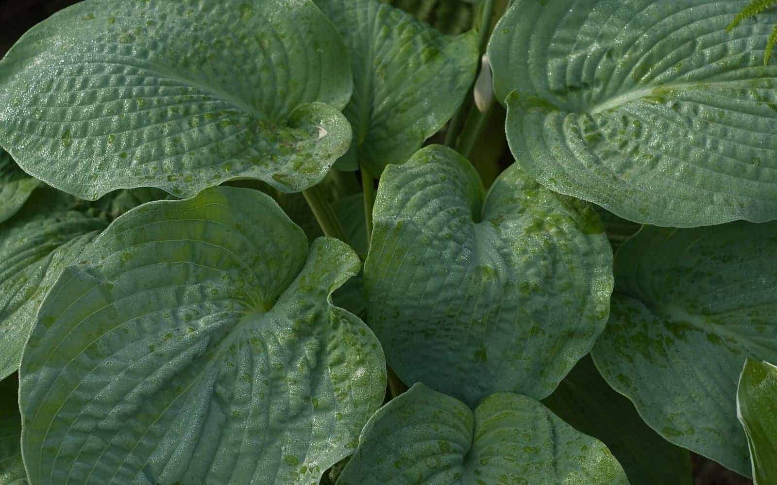 Empress Wu hosta for a royal touch 🌿 👑 Dive into the cultivation of ...