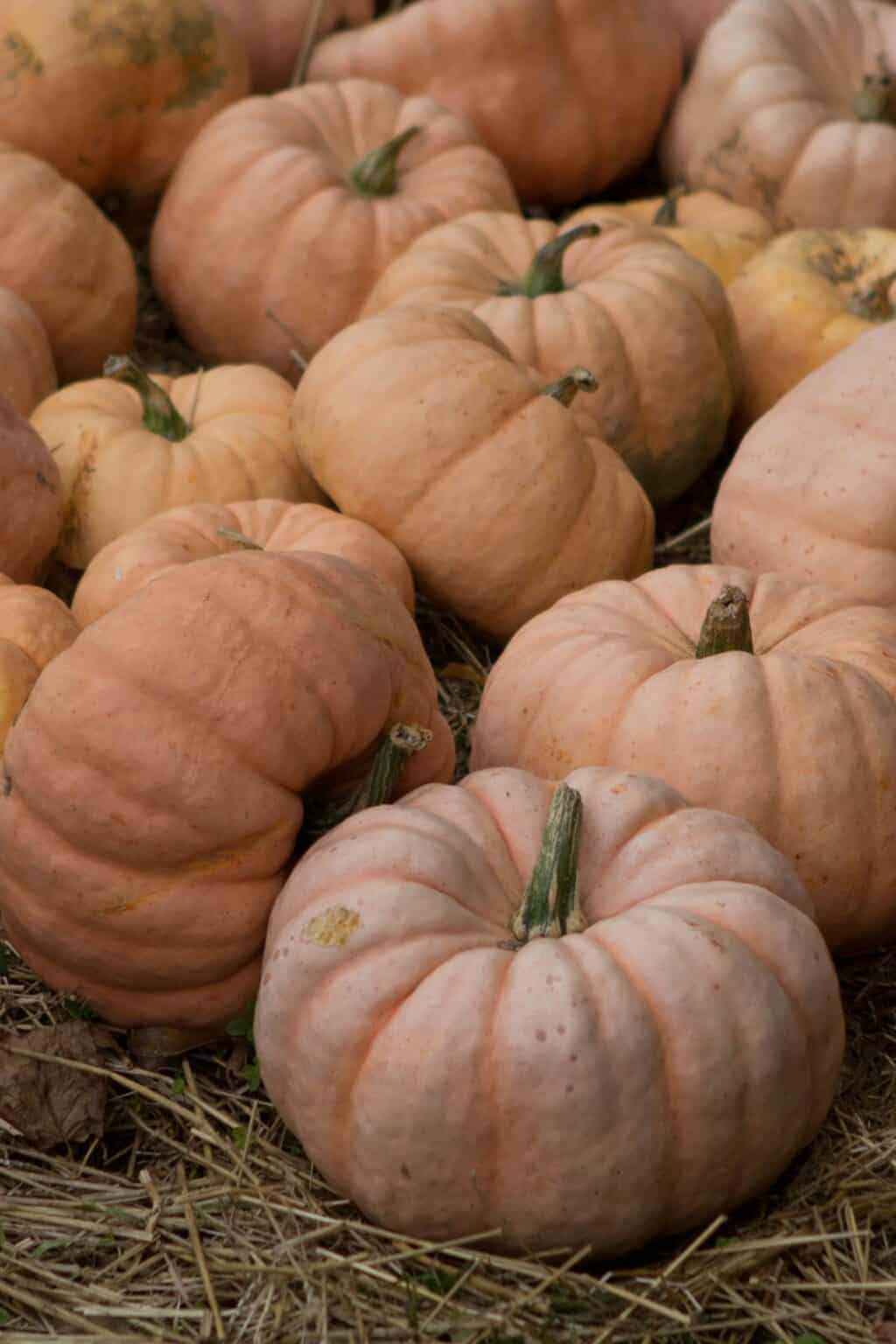 300+ pumpkin varieties 🎃 🍂 Discover the array of colors, shapes, and ...