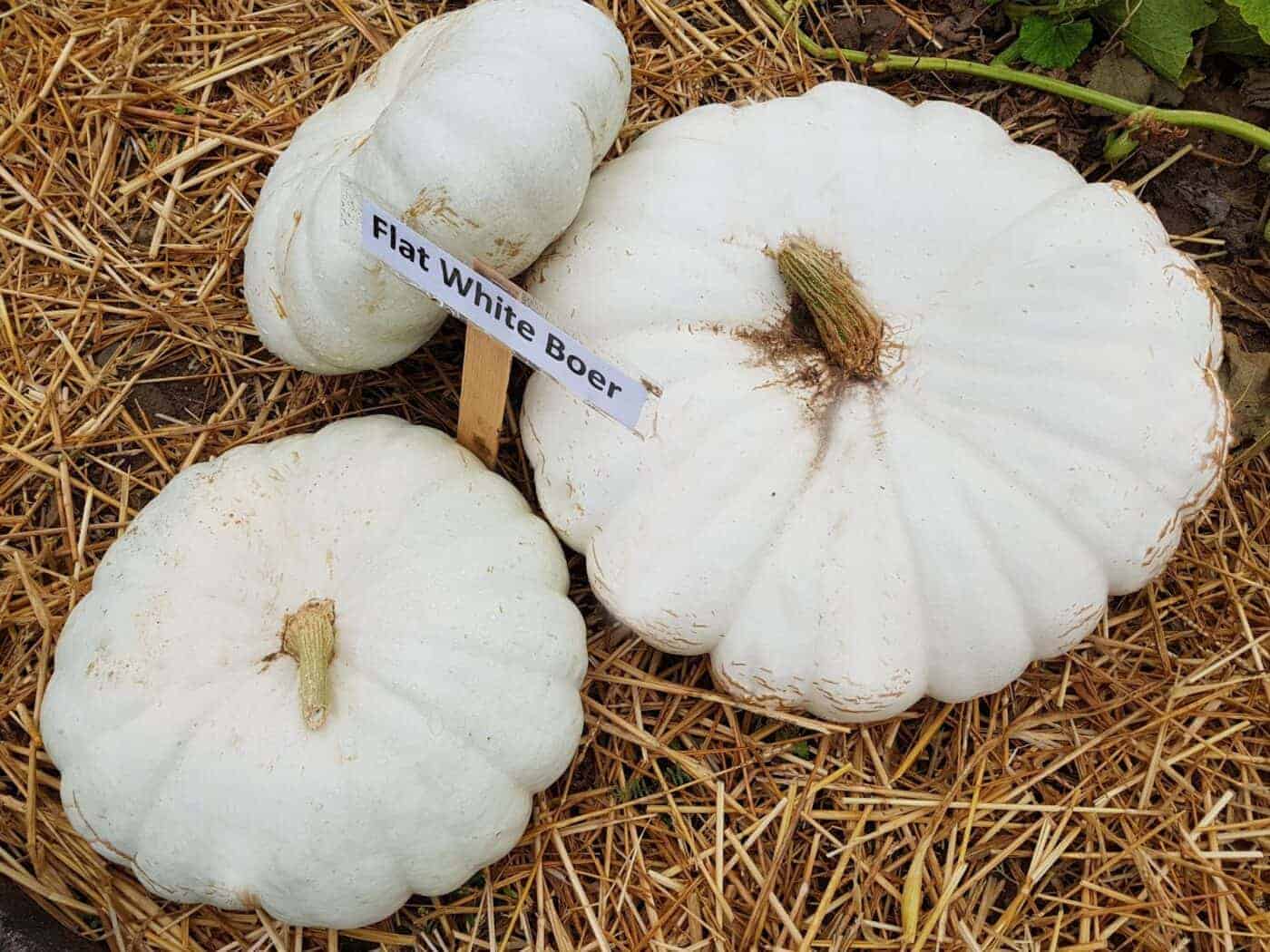 30+ white pumpkins 🎃 ⚪ BEST varieties for ghostly fall decor