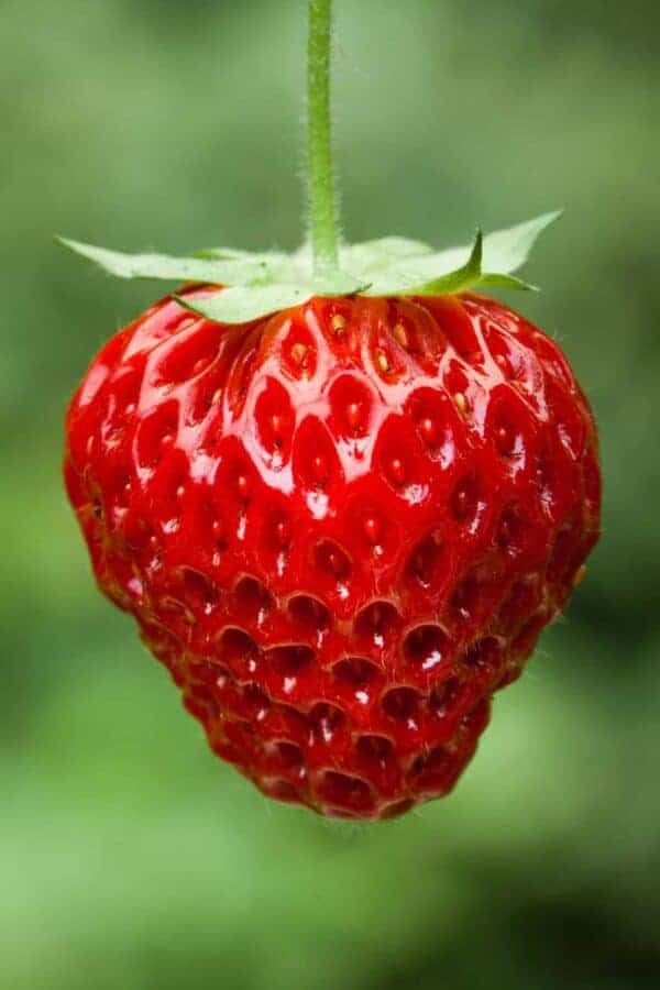 BEST strawberry varieties 🍓🌱 Discover tasty types for your garden