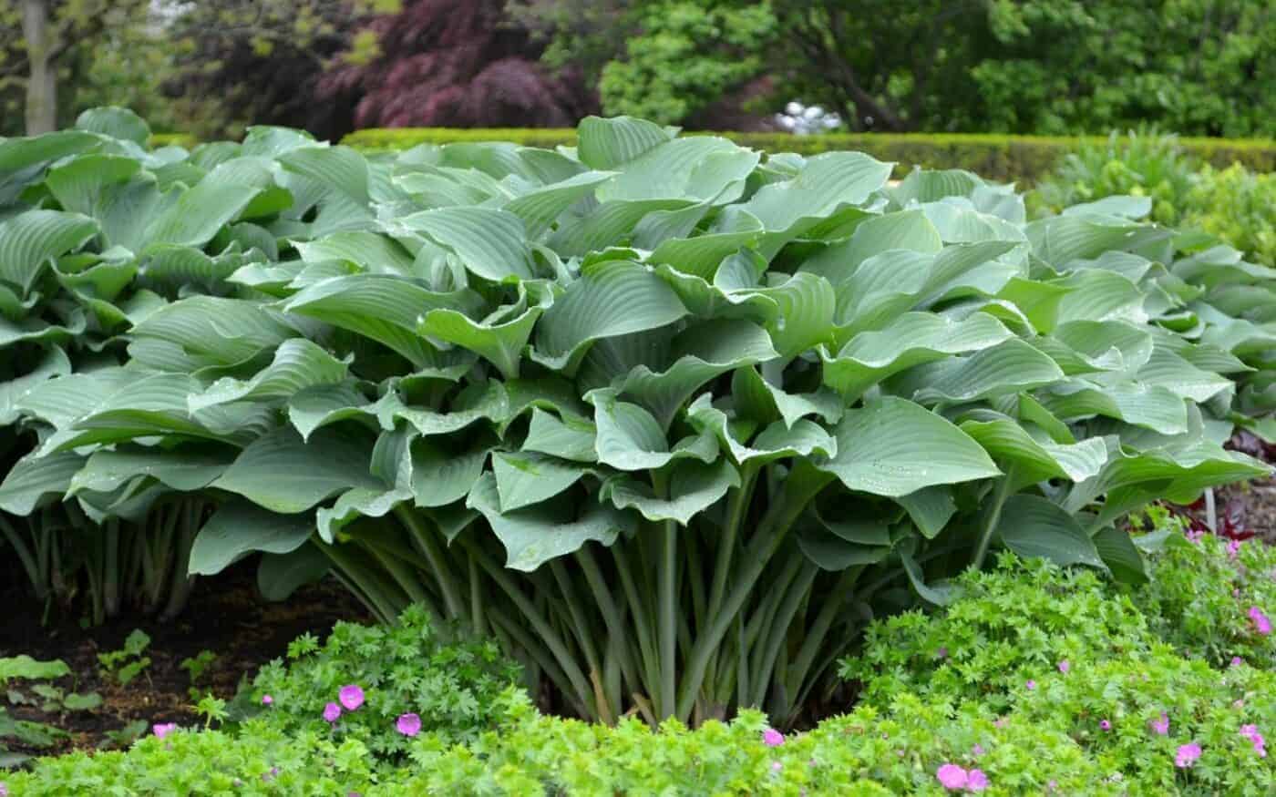 15+ giant hostas 🌿 🌳 These large varieties can transform your garden