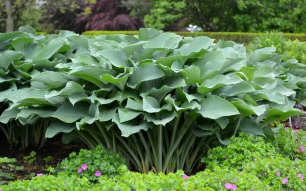 15+ giant hostas 🌿 🌳 These large varieties can transform your garden